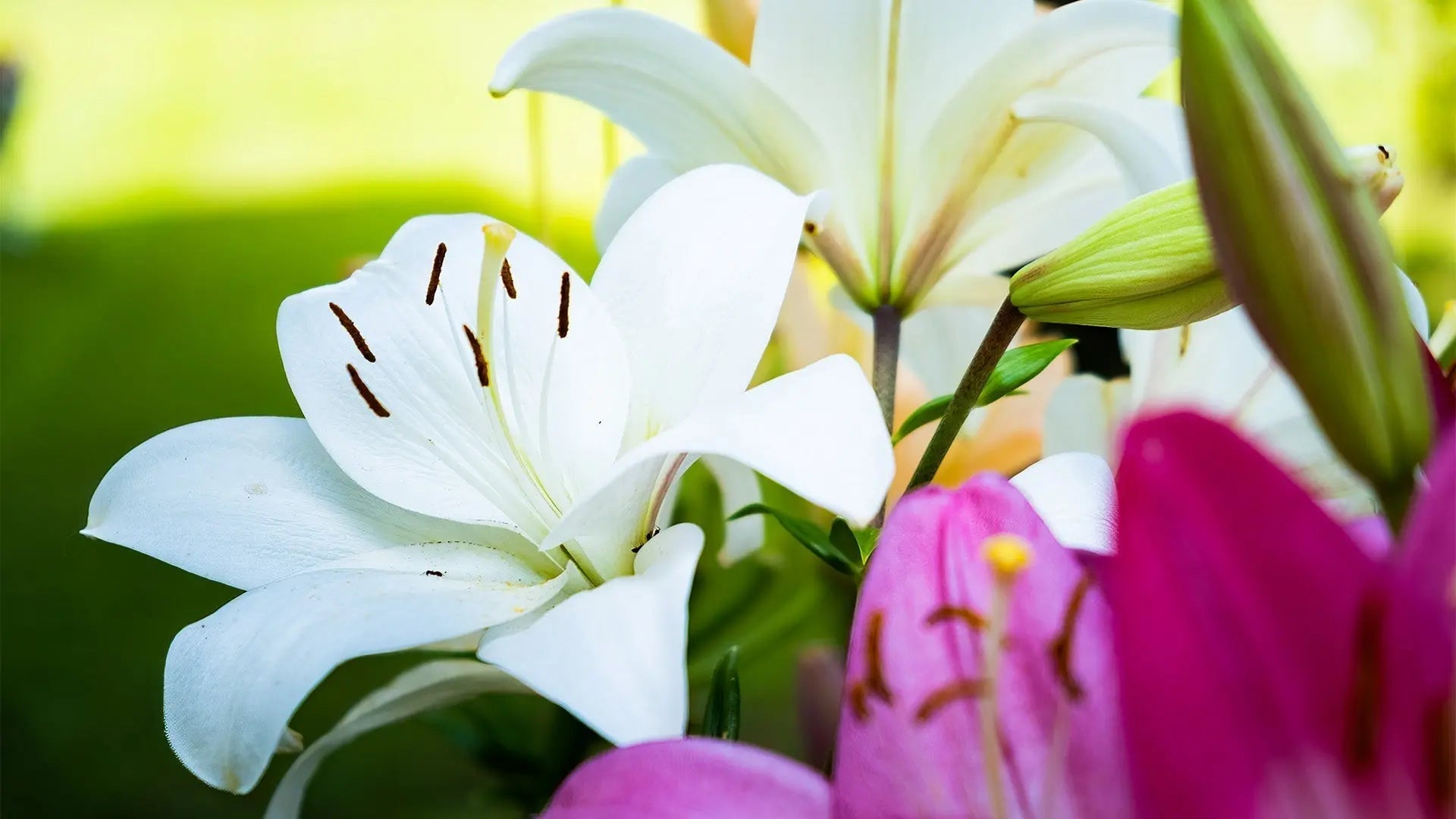 The Beauty of Lilies: From Bud to Full Bloom, Delivered Fresh to Your